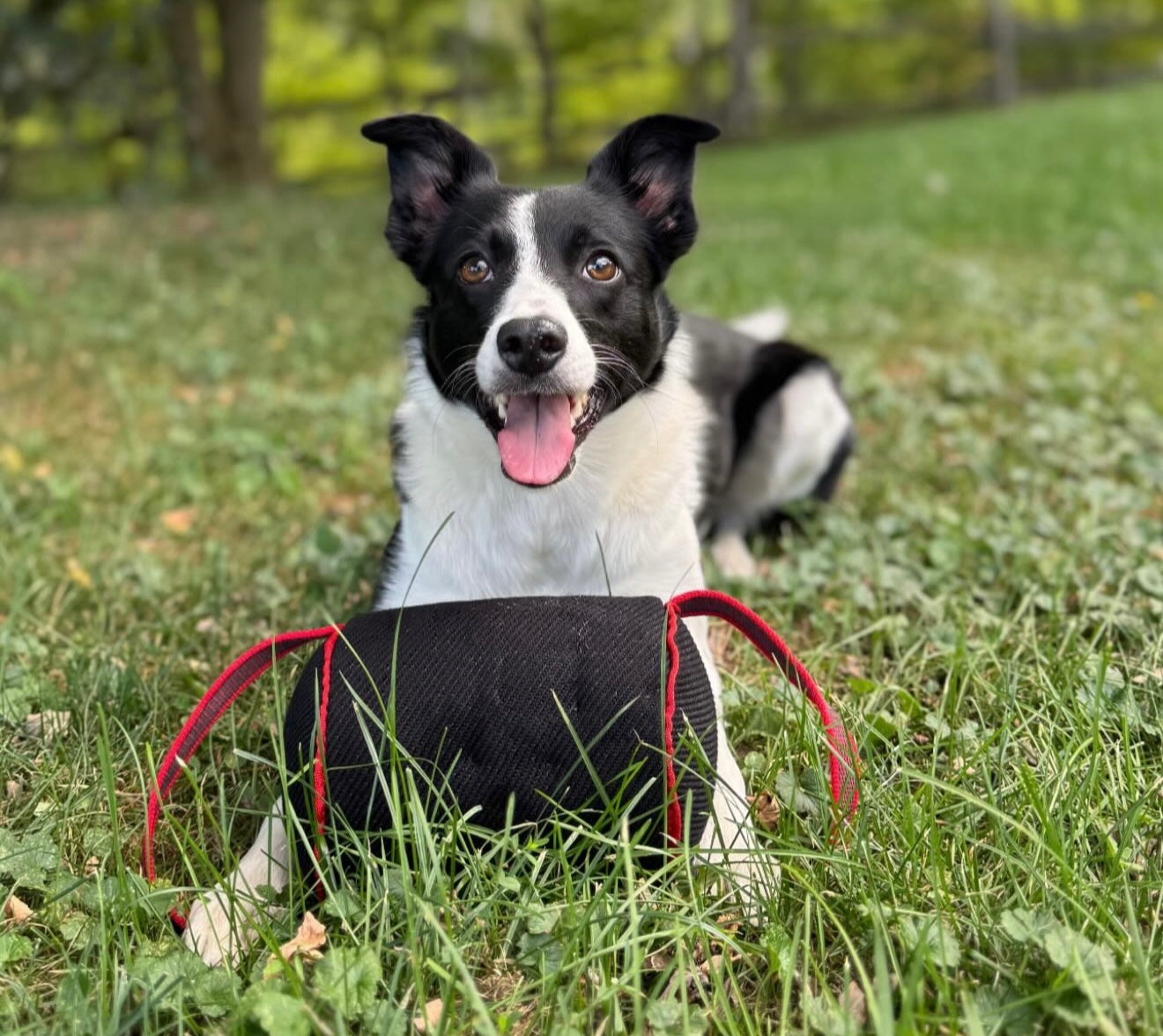 French Linen Mini Bite Roll – Performance Dog Supply
