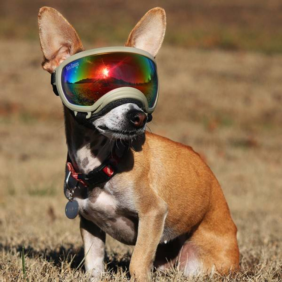 Rex Specs – Performance Dog Supply